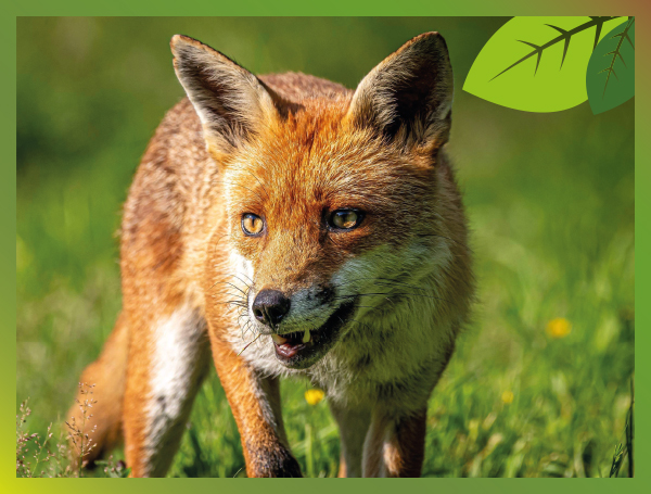 National Parks | Fox Hunting