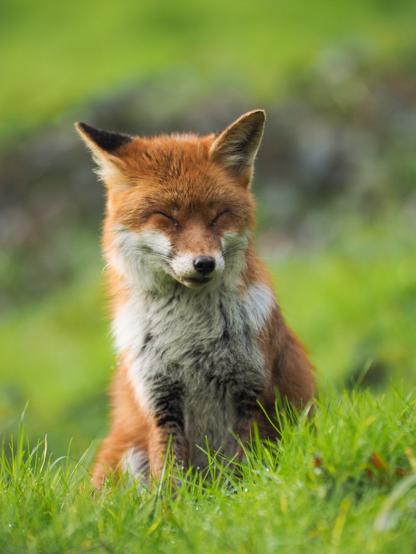 End Fox Hunting | Scotland