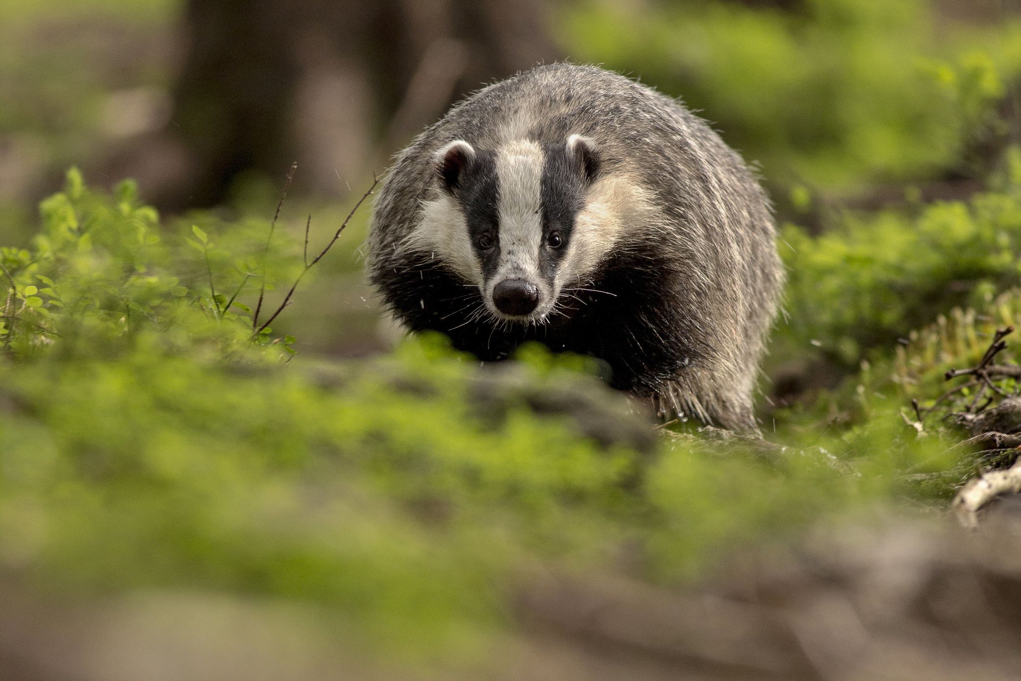 End The Badger Cull | The League