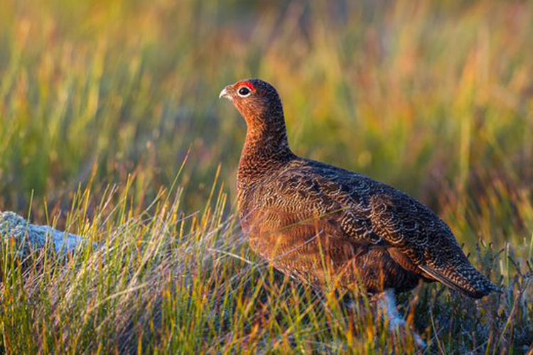 PREDATOR CONTROL” ON SCOTTISH MOORS CAUSES TREMENDOUS, UNJUSTIFIABLE ...