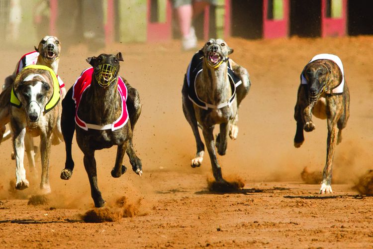 Calls for greyhound racing to be banned