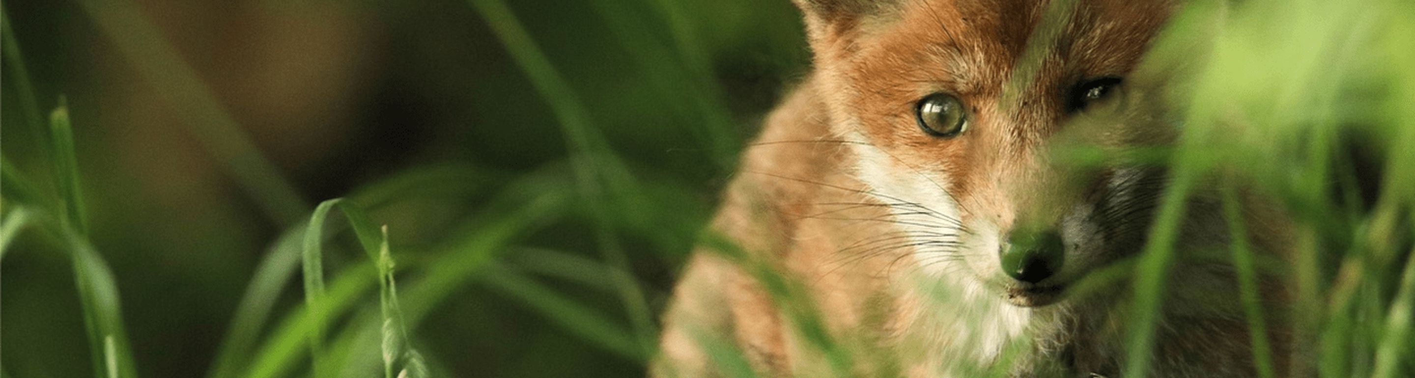 20 years against fox hunting