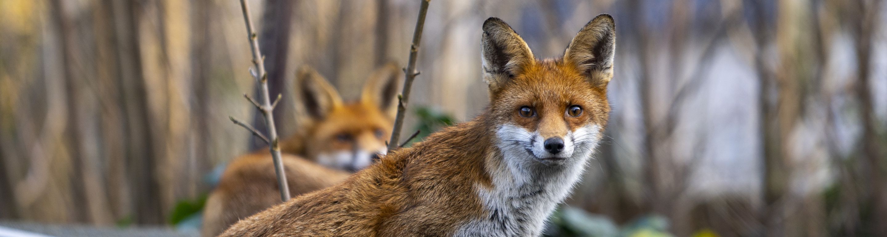 Our Values | Animal Charity Jobs | The League