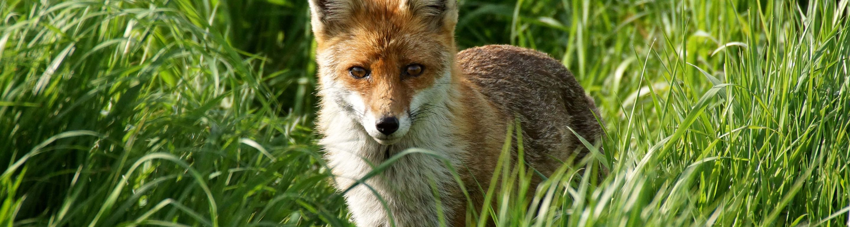 New figures show the scale of fox hunting and the havoc being inflicted ...