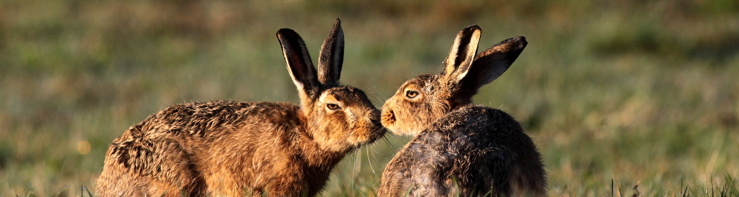 Hare Coursing | The League