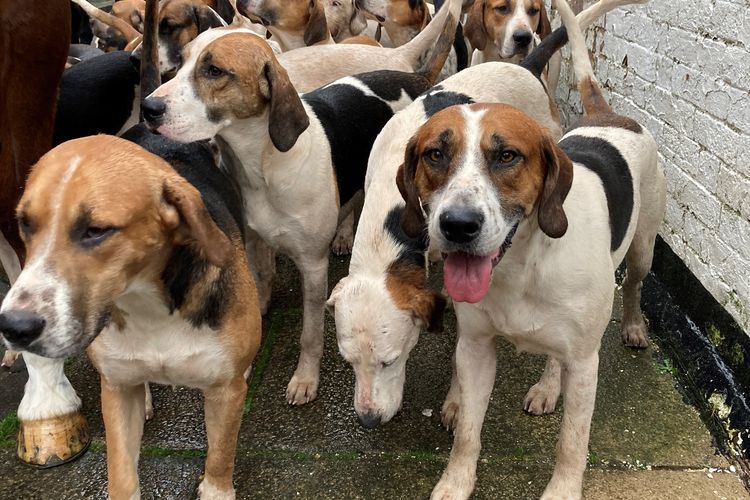 cornish hounds