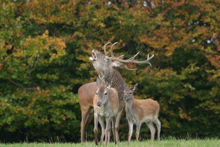 THE STAG HUNTING SEASON IS FINALLY OVER FOR ANOTHER YEAR.