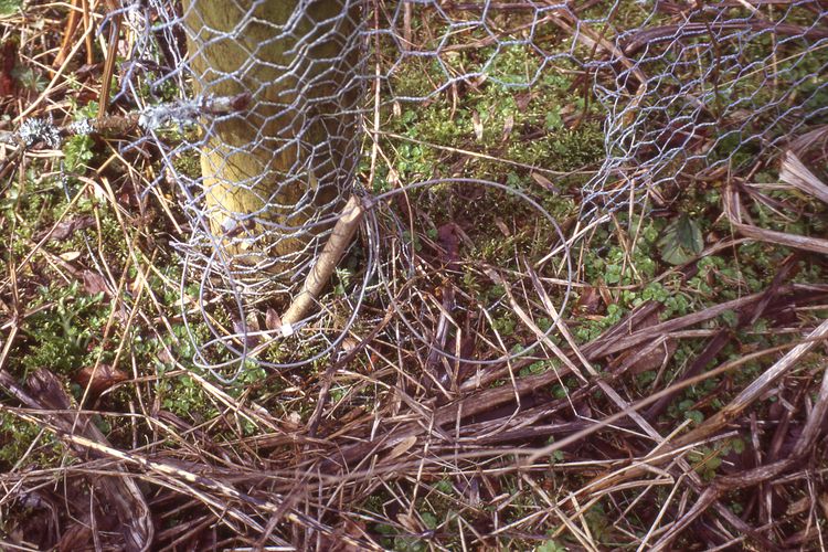 How your support secured a ban on using snares in Wales