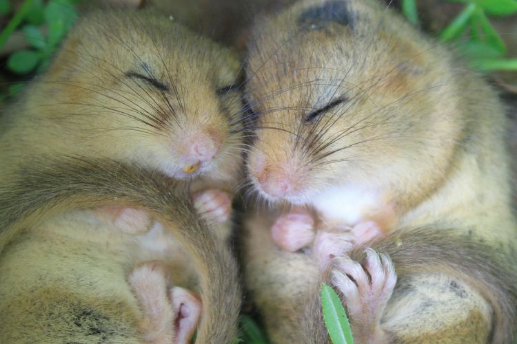 Five Surprising Facts about Hibernation