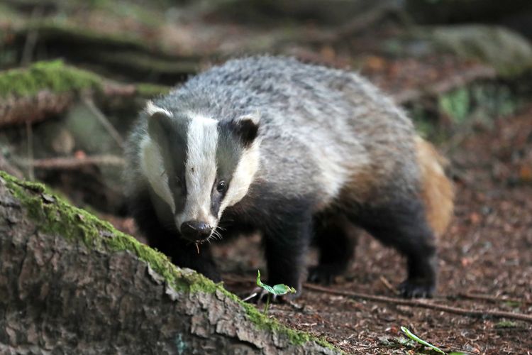 The Government’s hunting consultation gives us a real chance to protect ...