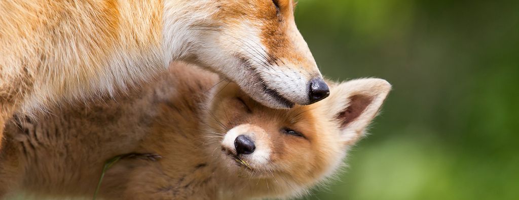 Diversity and Inclusion | Animal Charity Jobs | The League