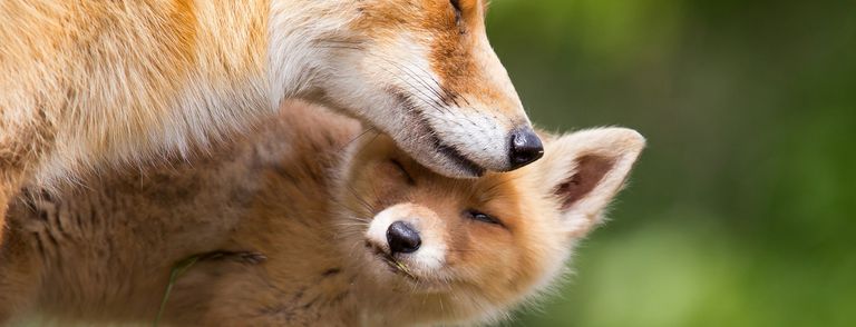 Diversity and Inclusion | Animal Charity Jobs | The League