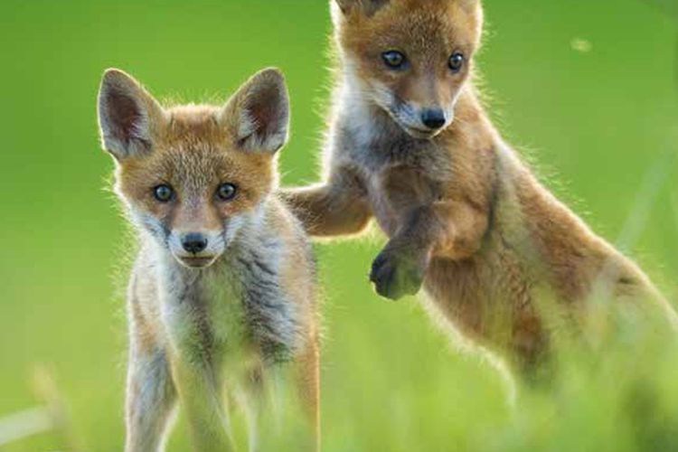 Cub hunting: A cruel tradition and how you can report it