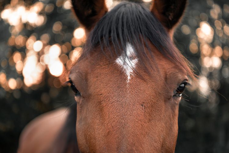 Calls for boycott of Cheltenham Festival after Springwell Bay death