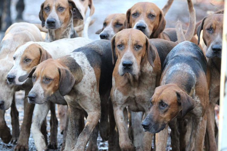 Fox hunt hounds caught on camera