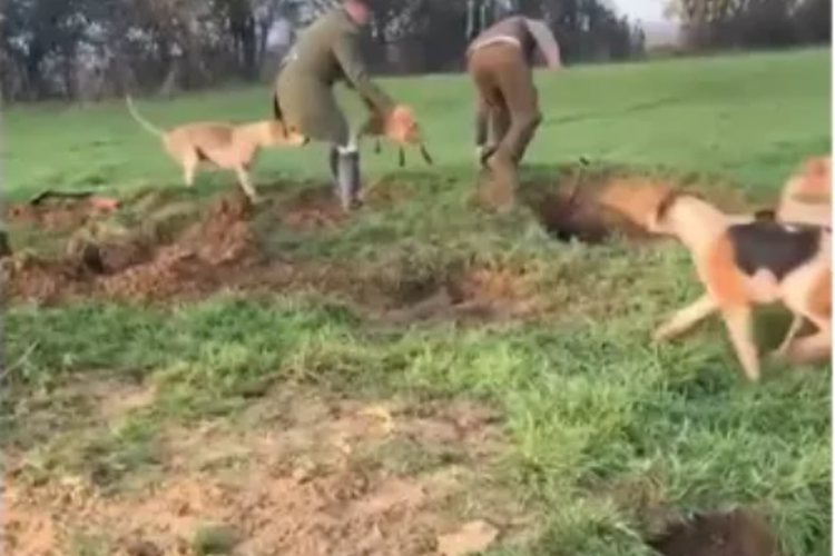 Sickening footage shows brutal fox hunting by Avon Vale Hunt