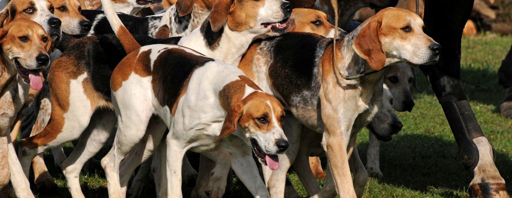 Hunt Havoc | Hunting Hounds