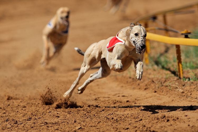 Wales and Scotland pass landmark Bills to ban greyhound racing