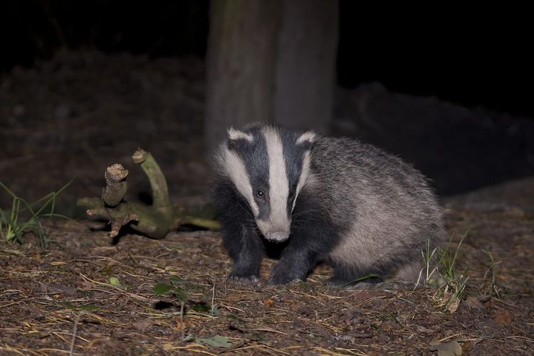 Man arrested in Fife for badger sett disturbance