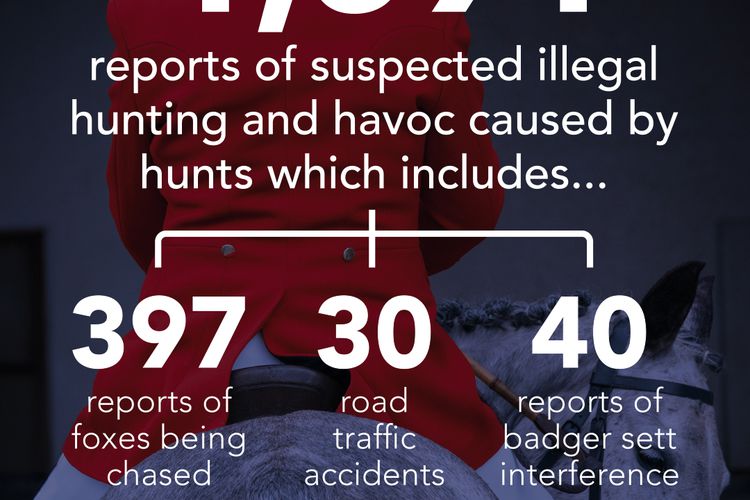 New figures show the scale of fox hunting and the havoc being inflicted ...