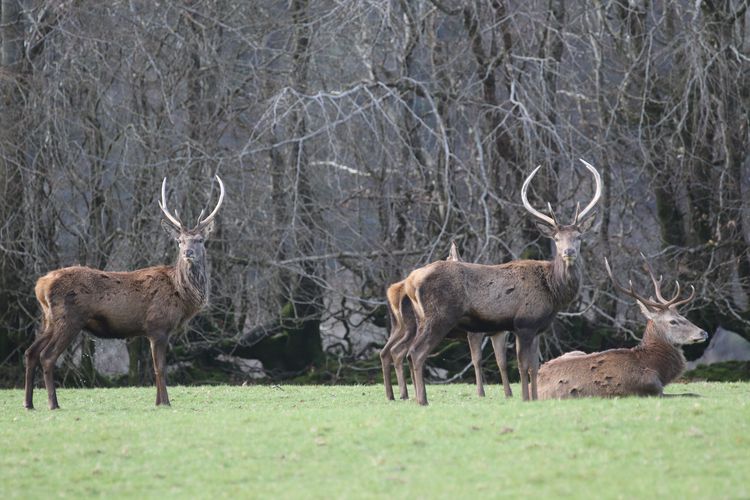 Why we must end the cruel sport of stag hunting for good