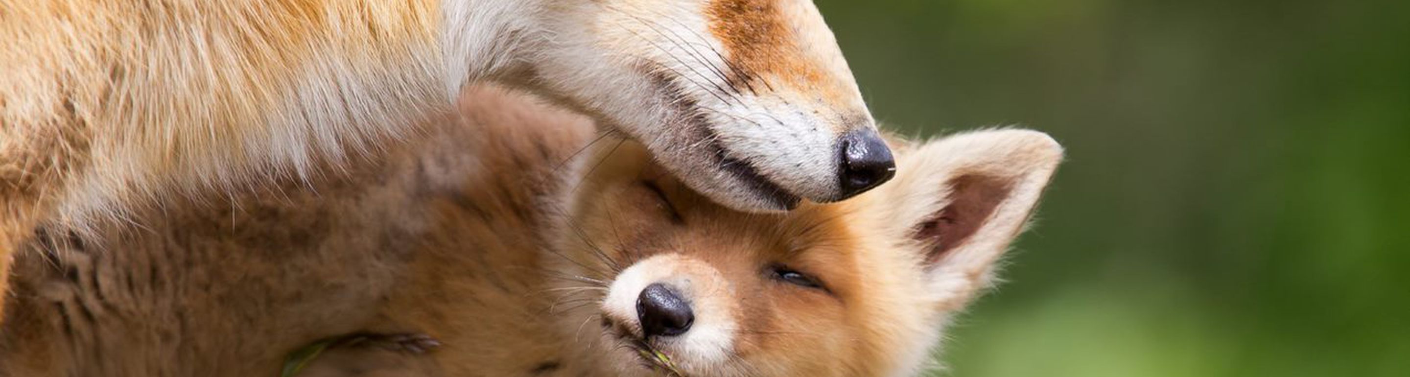 Cub Hunting | The League