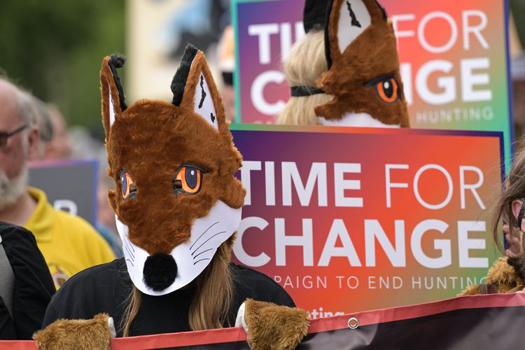 Hundreds of foxes march through London to demand politicians defend ...