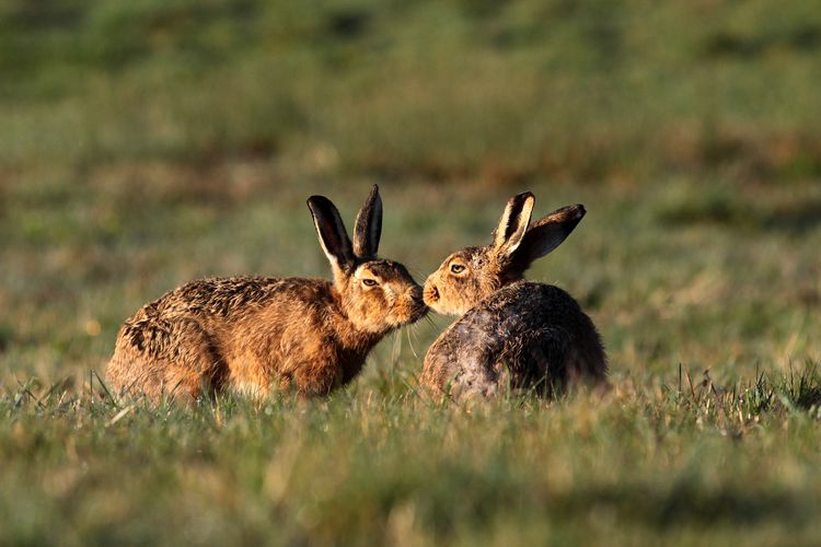 HARES - ONE DAY, TWO VERY DIFFERENT ENCOUNTERS
