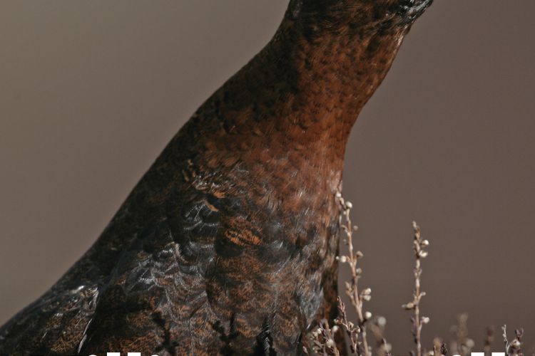 “Predator control” on Scottish moors causes tremendous, unjustifiable ...