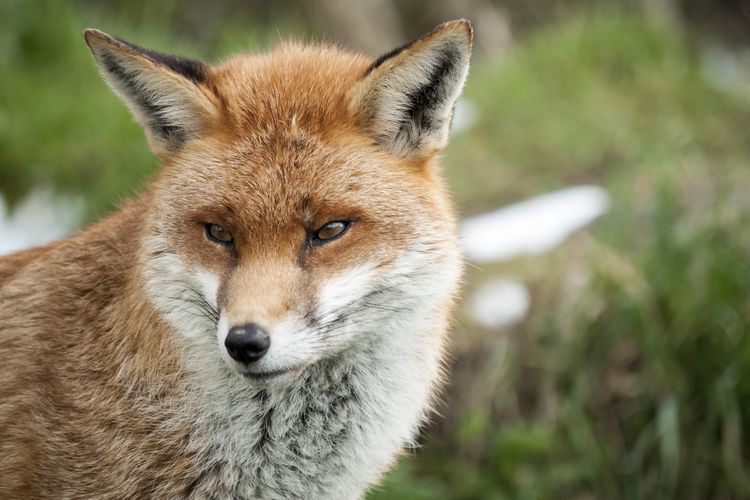 20 years of the Hunting Act – let’s end fox hunting for good